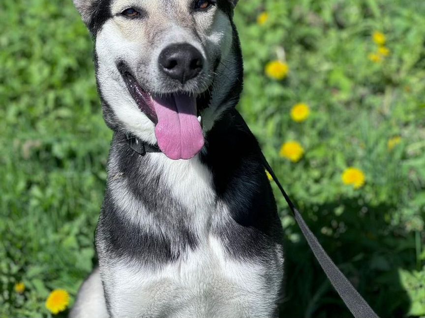 Гуффи из приюта