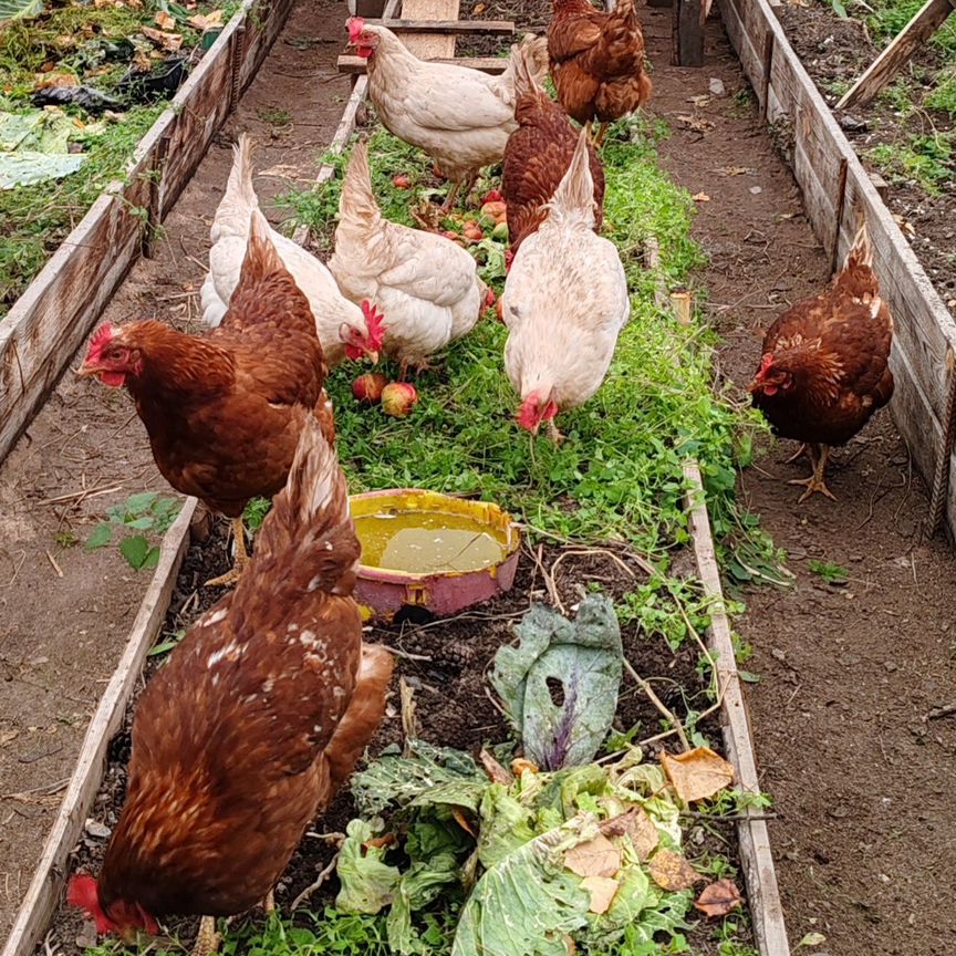 Курицы несушки молодки