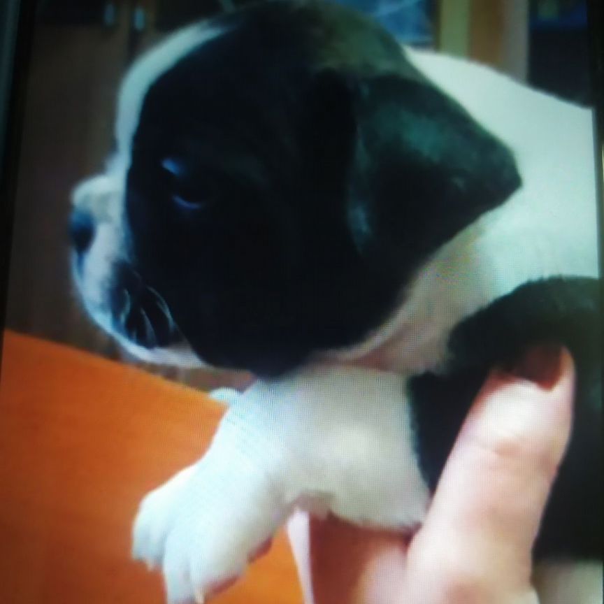 Французский бульдог, щенок