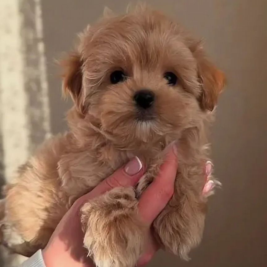 Мальтипу, щенок