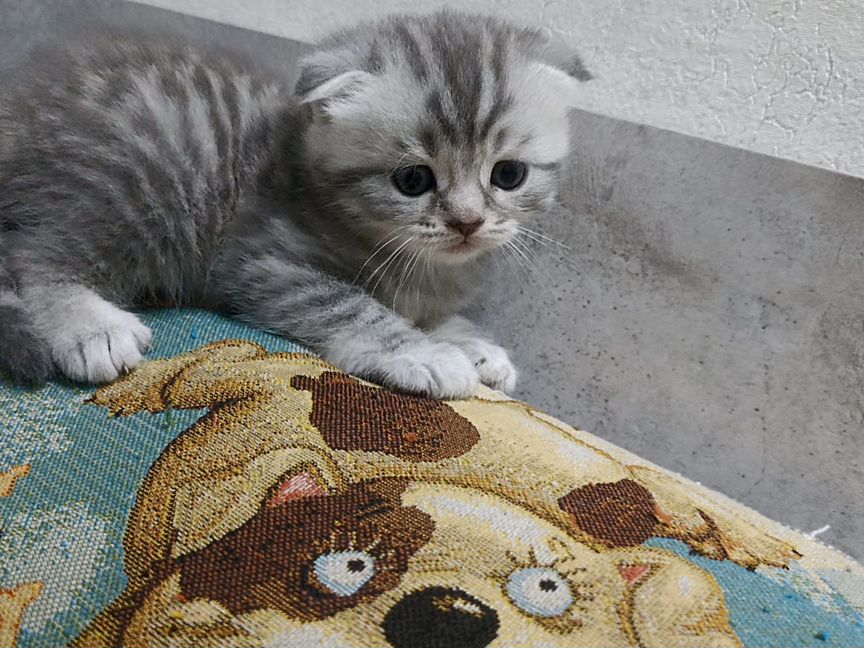 Домашние животные котята