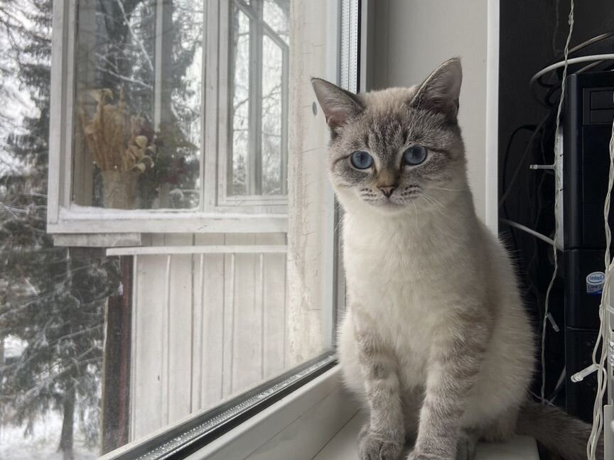 Тайский котик