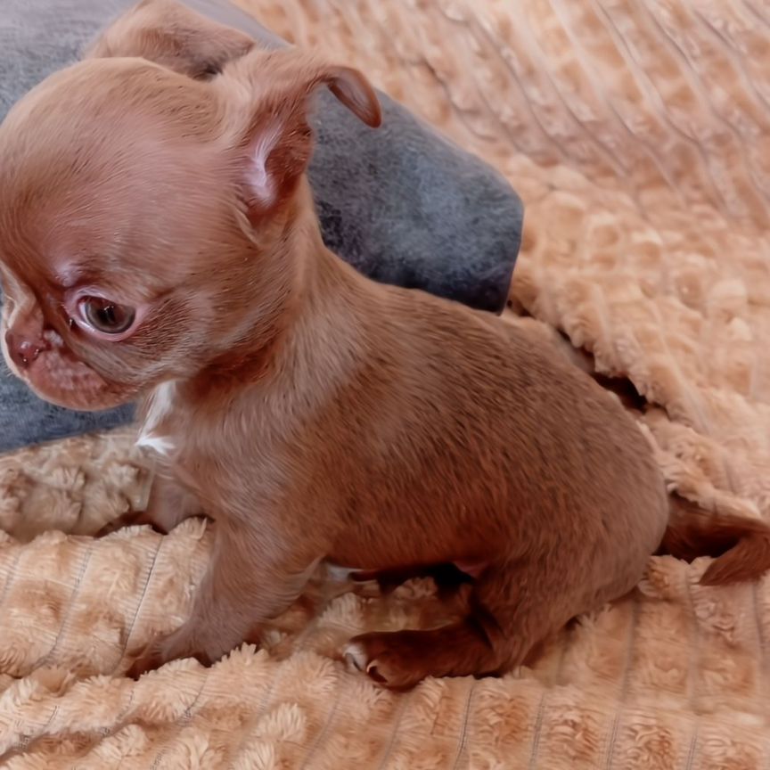 Чихуахуа, щенок