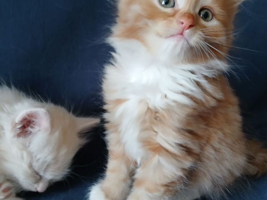 Котенок от домашней кошки