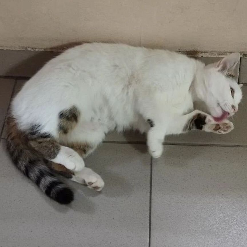 Чаузи, взрослая кошка