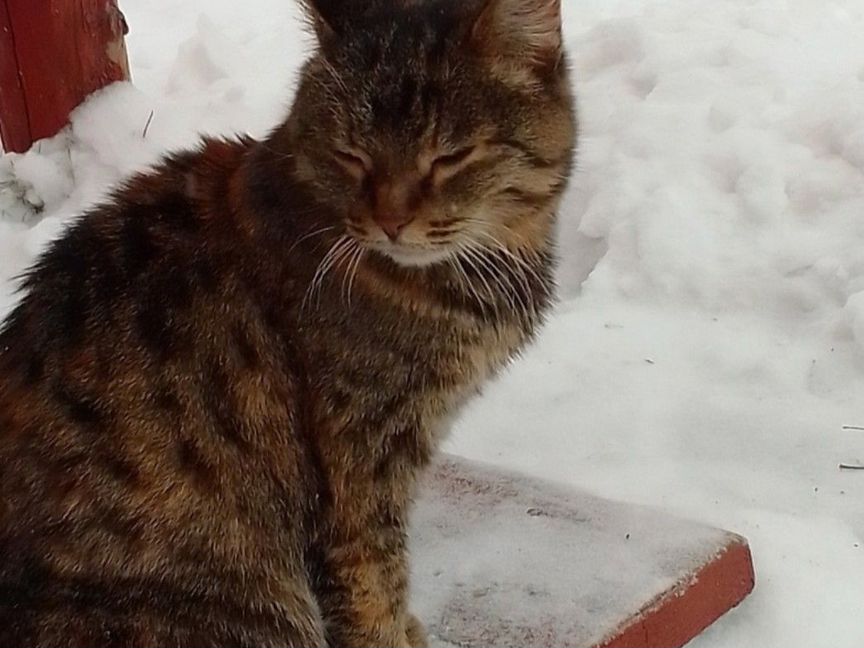 Кошка