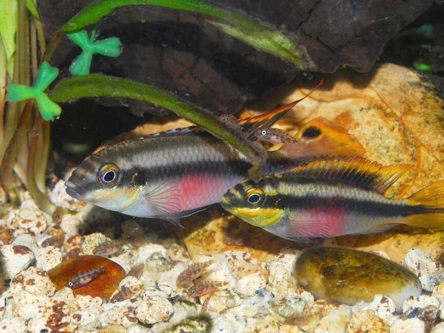 Ампулярии, Пельвикахромисы попугайчики, Креветки в