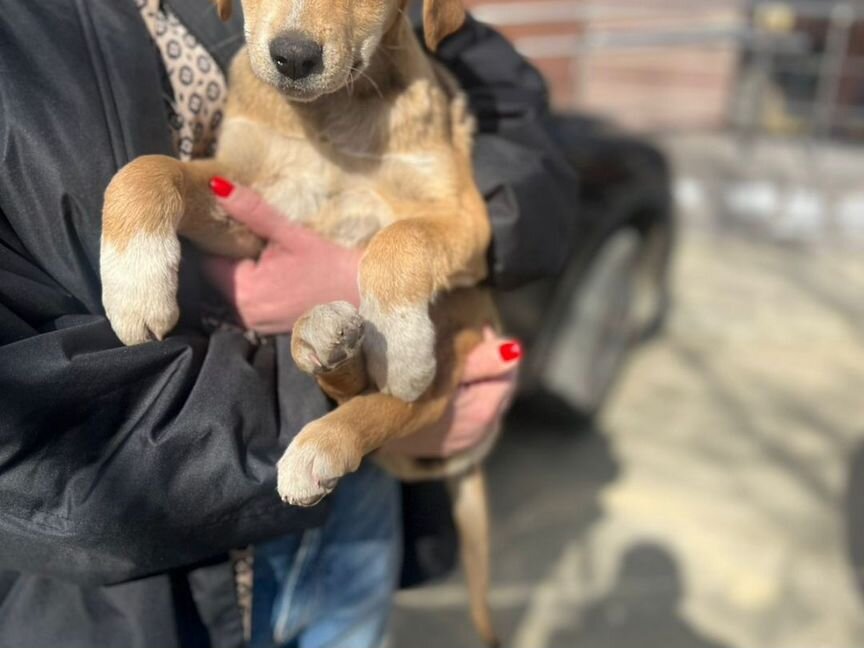 Щенок в добрые руки