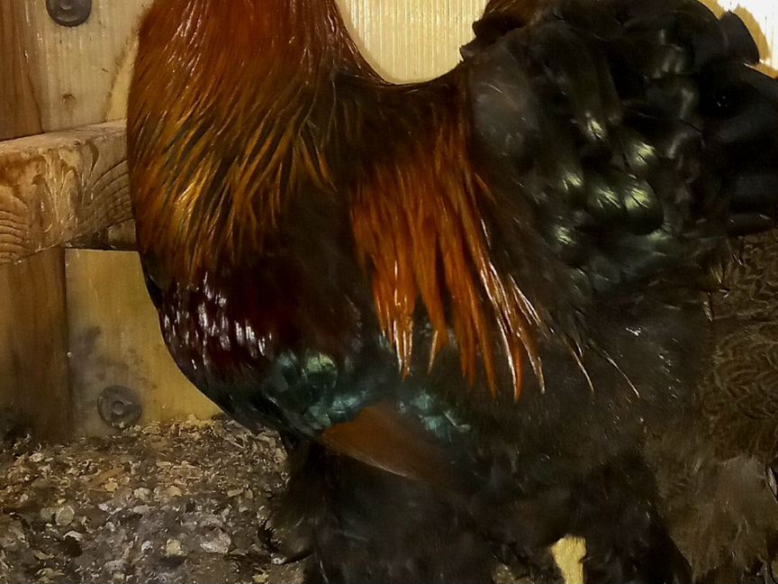 Семья кур породы брама 4+1