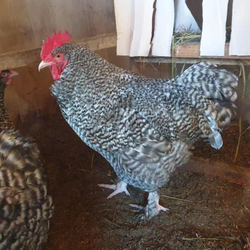 Петух Мехеленская кукушка