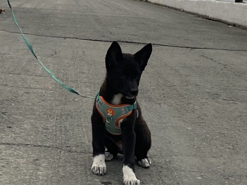 Щенок метисы бесплатно