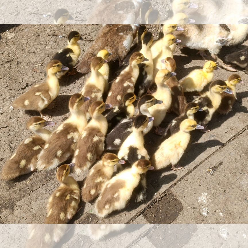 Индоутята мускусные, тяжёлые линии