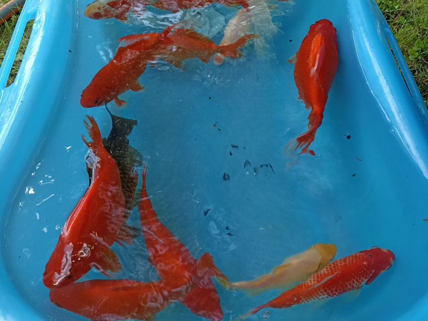 Карась комета разные цвета