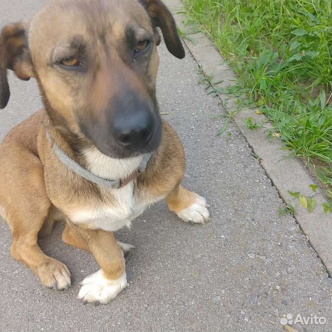 Найдена собака маленькая и уже худая