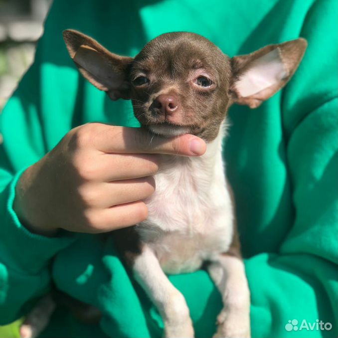 Чихуахуа. Шоколадная леди