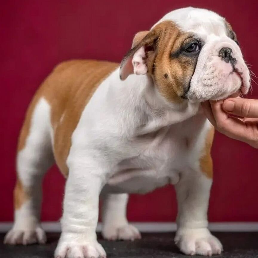 Английский бульдог, щенок