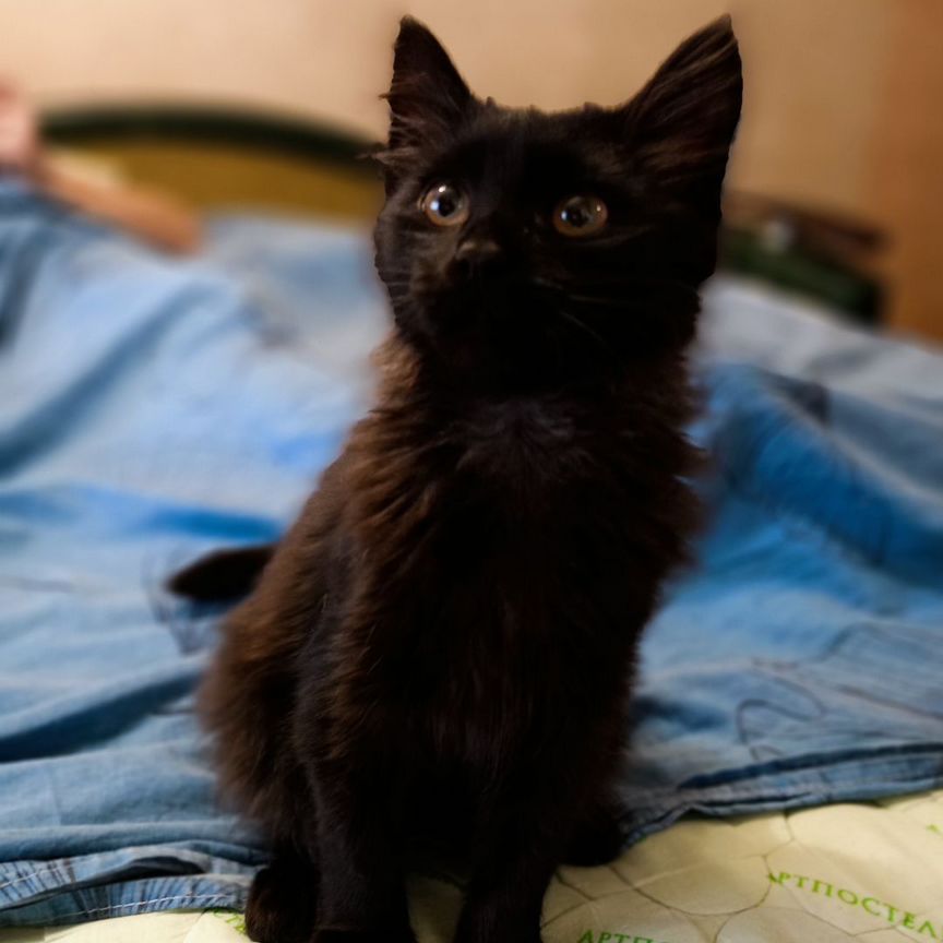 Котенок в добрые руки