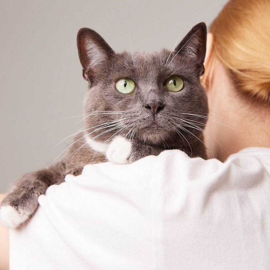 Плюшевая Фина ищет семью