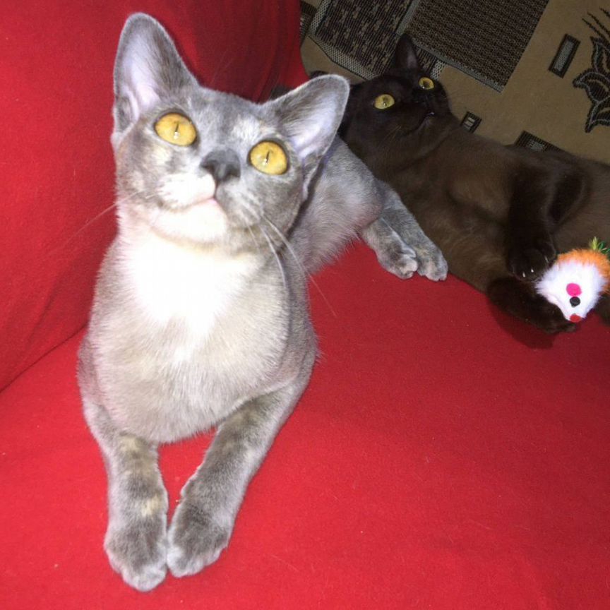 Европейский бурманский котёнок