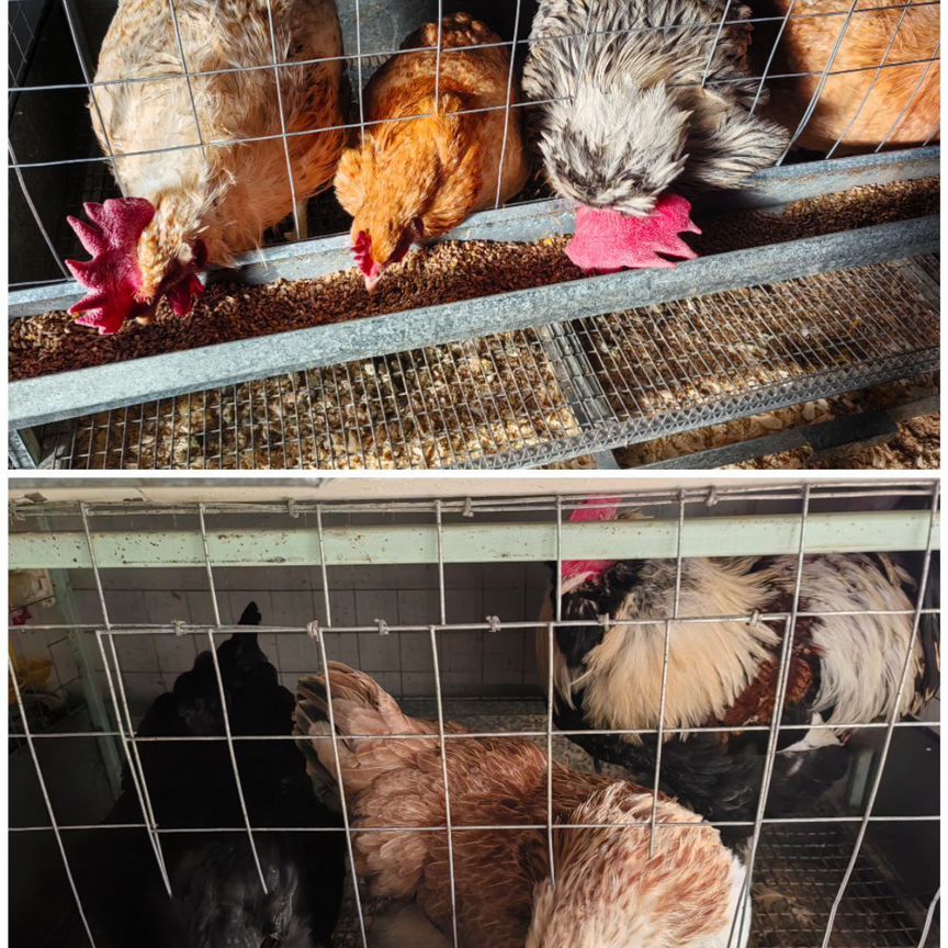 Продам семьи кур