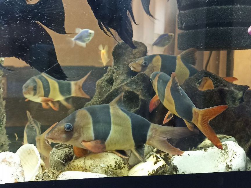 Боция клоун