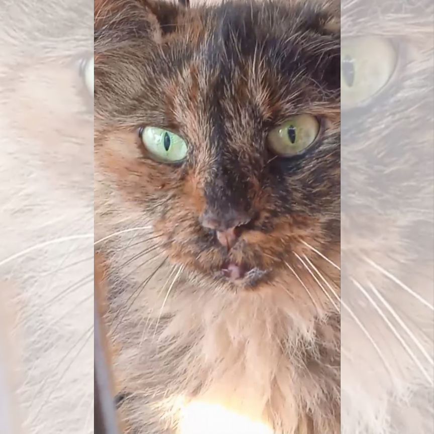 Кошка Масяня