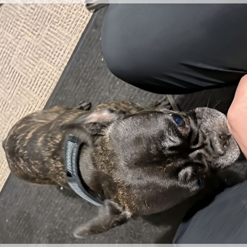 Французский бульдог, взрослая собака