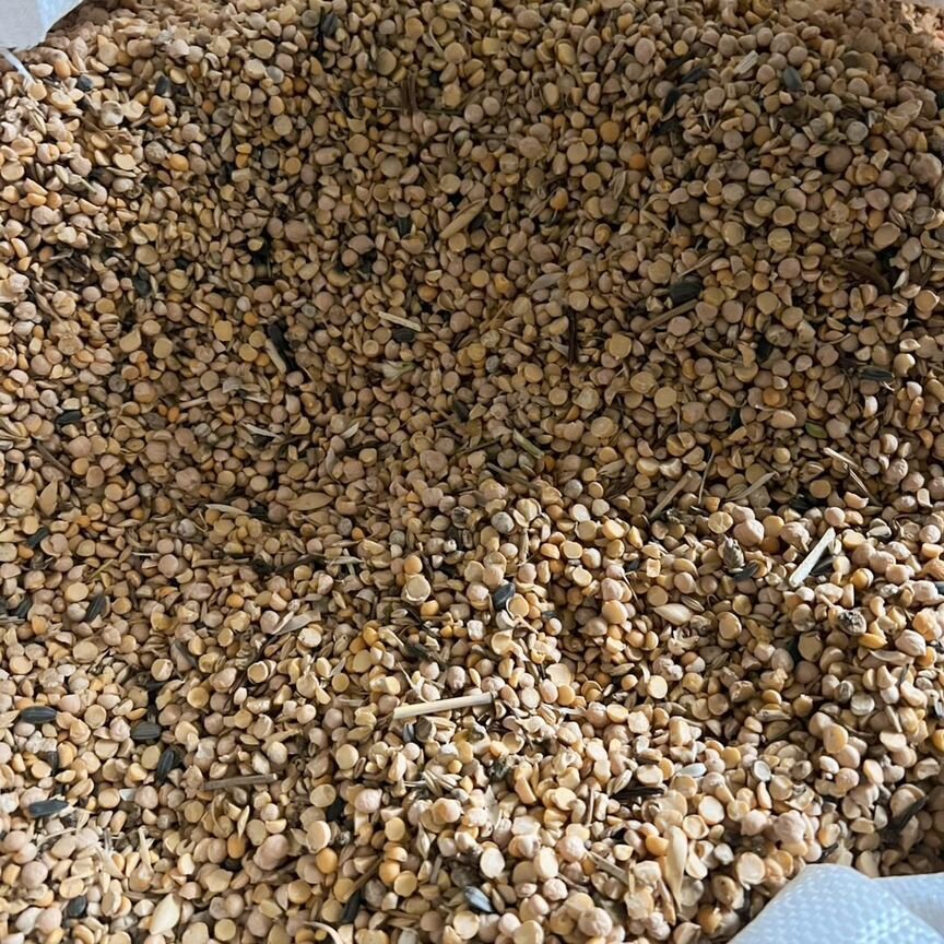 Зерно пшеница