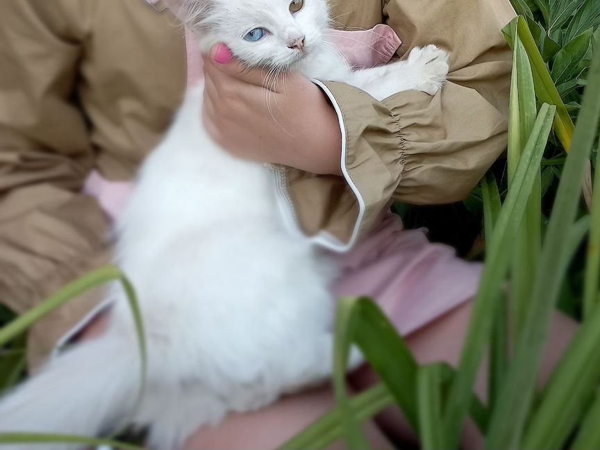 Кошка с разными глазами