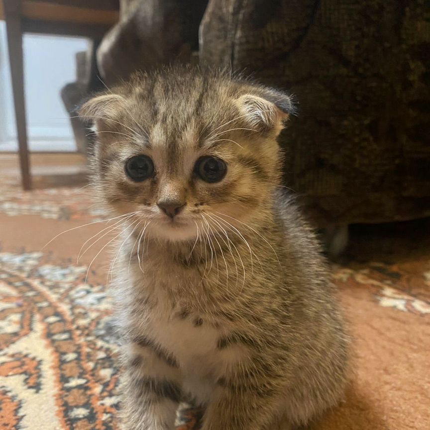 Котята Шотландской кошки