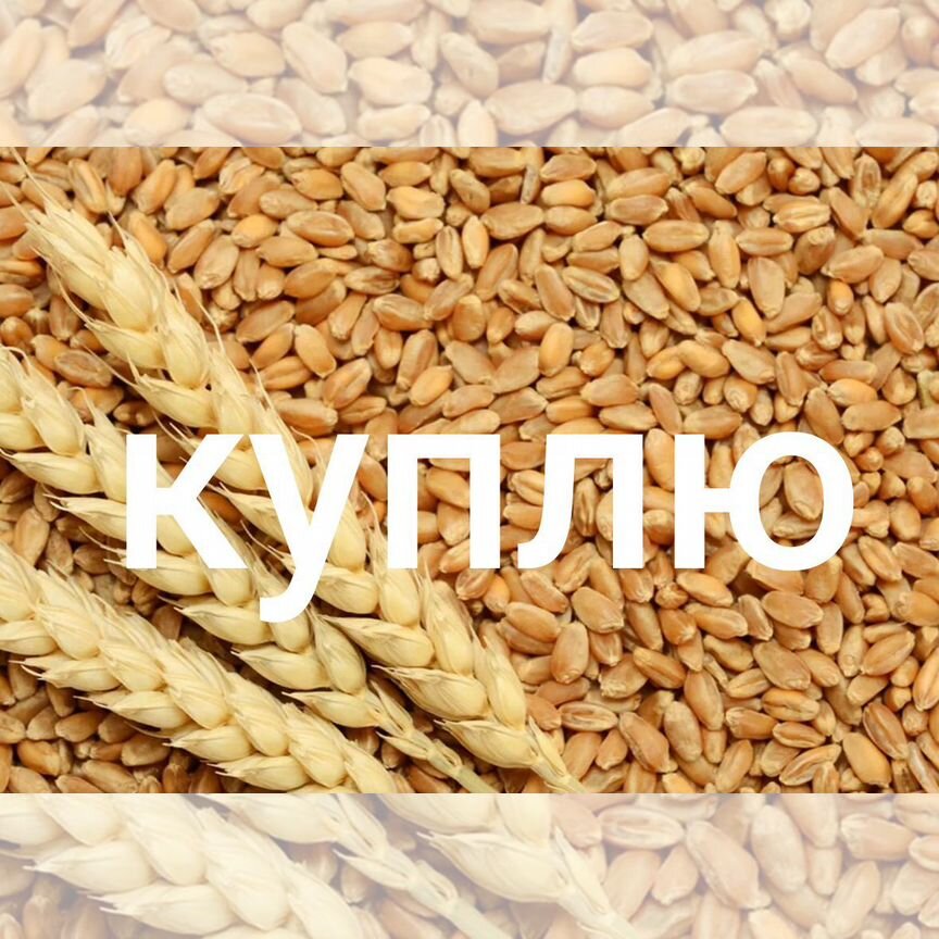 Зерно