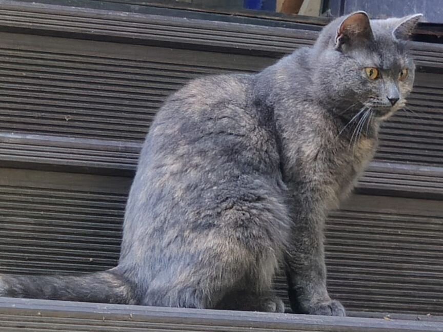 Малышка Жасмин ищет дом