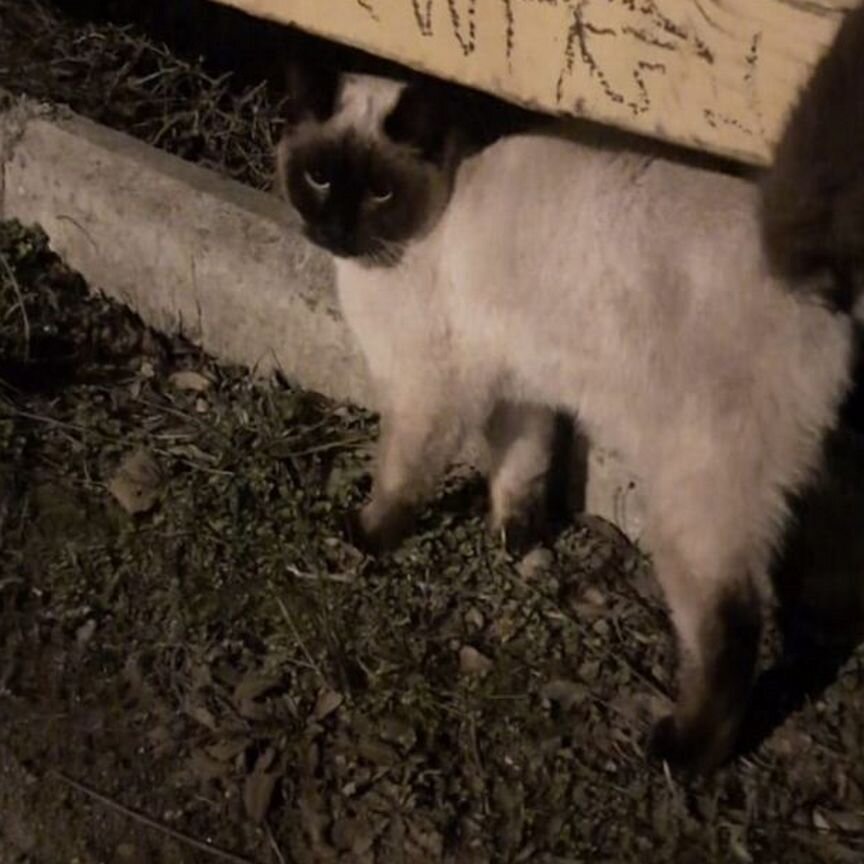 Сеамский кот