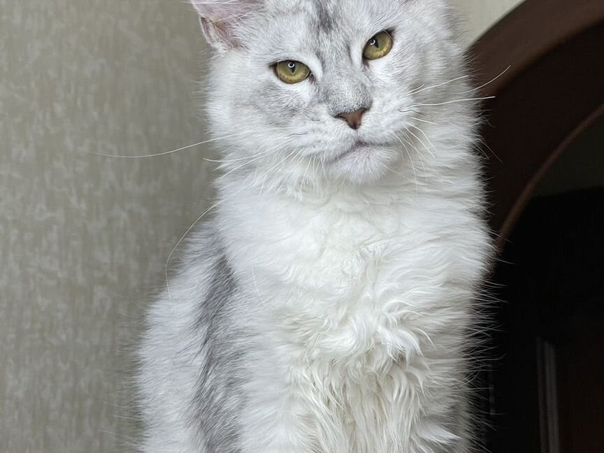 Котенок мейн-кун, серебро