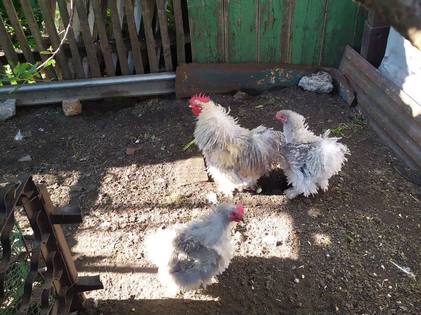 Куры лаванда кучерявая, фазаны (лимонный, серебро