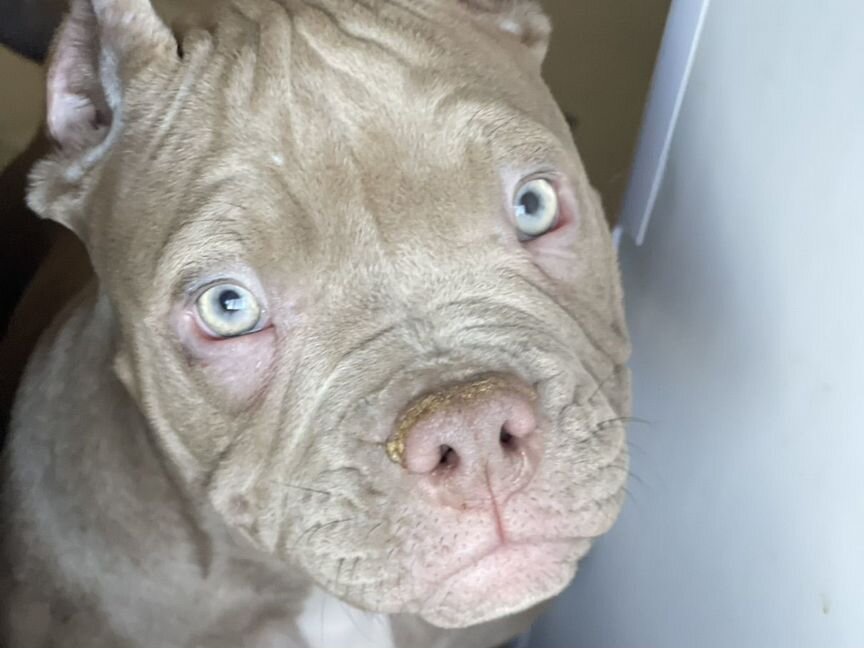 Американский булли покет щенки