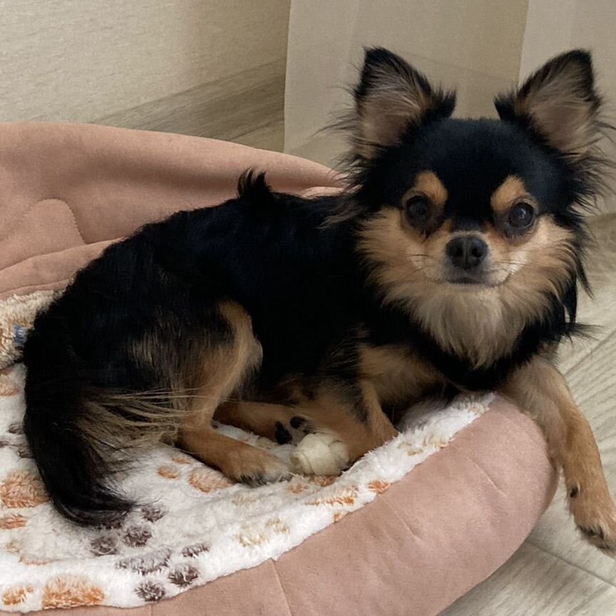 Отдам чихуахуа (1 год 3 месяца) в хорошие руки