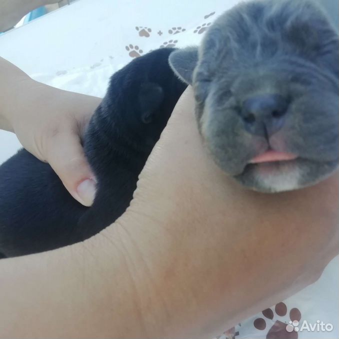 Продаю щенков порода кона корс