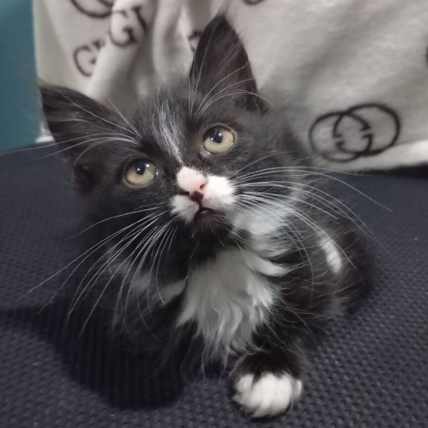 Котенок девочка в добрые руки