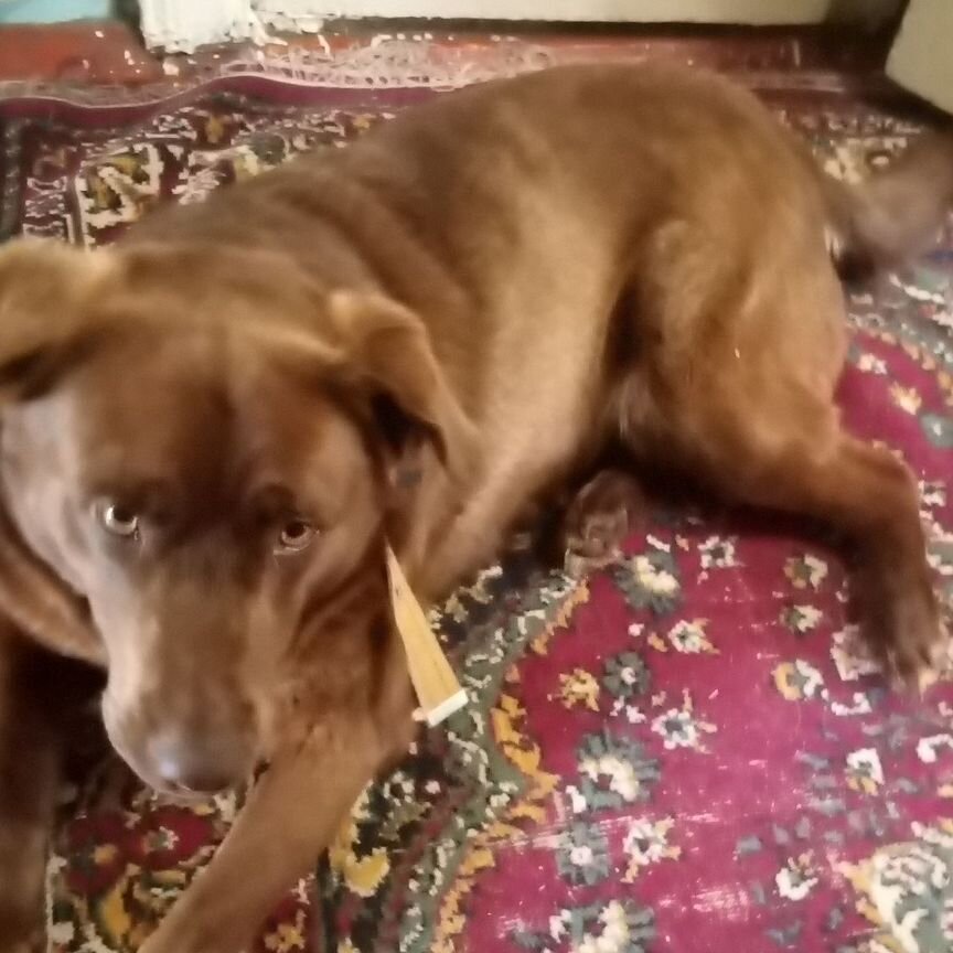 Лабрадор-ретривер, взрослая собака