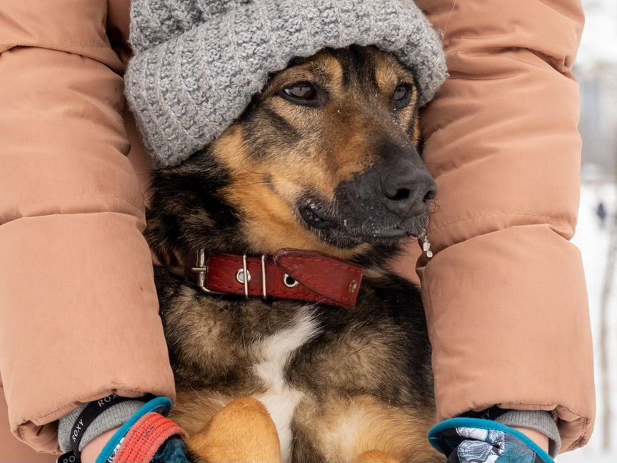 Собака в добрые руки