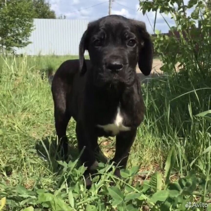 Кане корсо мальчишка