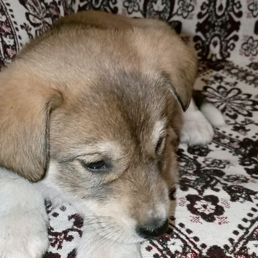 Щенки хаски