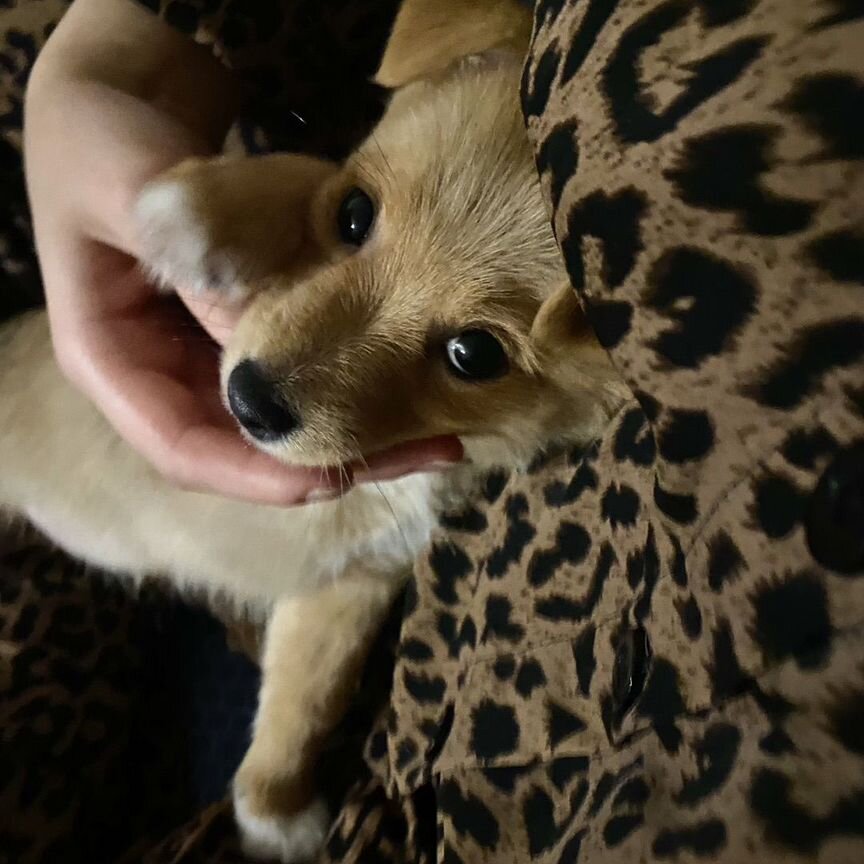 Маленькая собака в добрые руки