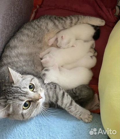 Британские котята, остались 2 белые девочки