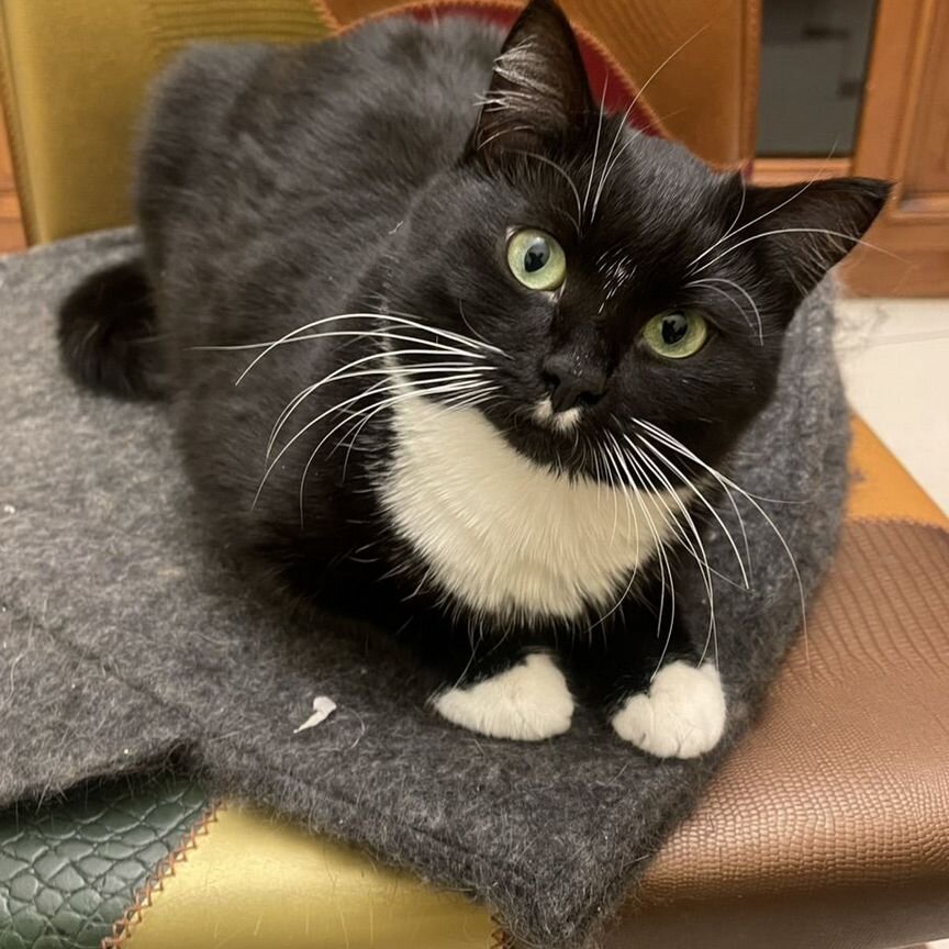 Взрослая, Девочка кошка в добрые руки