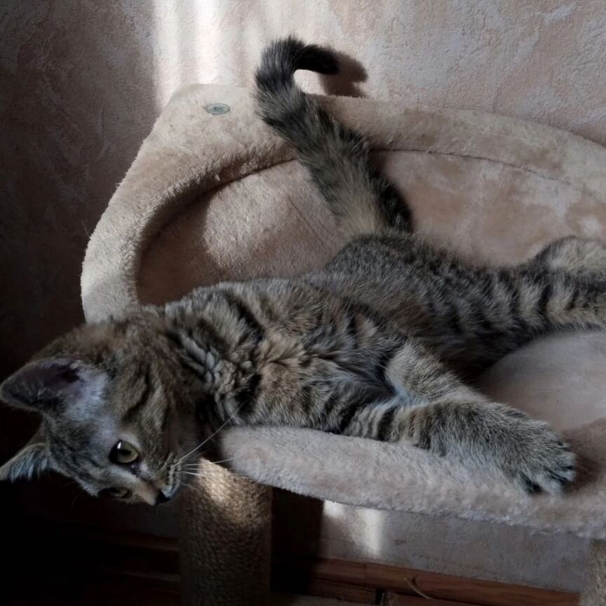 Британский длинношёрстный котёнок