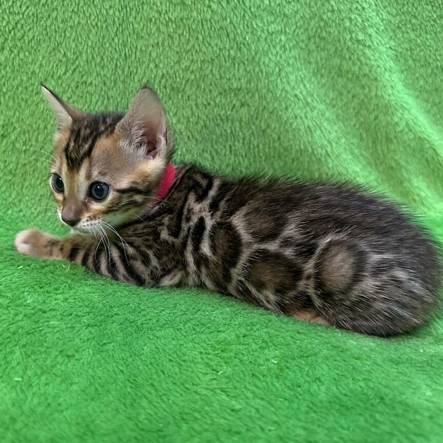 Бенгальские клубные котята