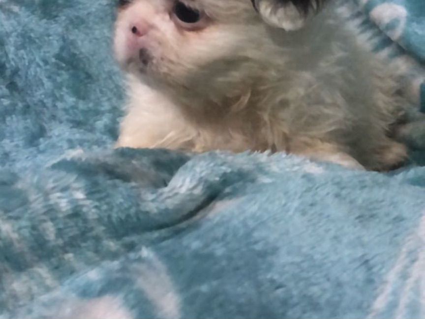 Пекинес мальчик