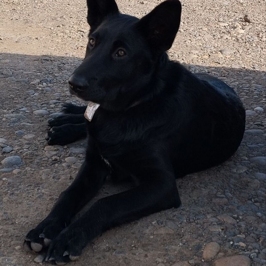 Щенок в добрые руки